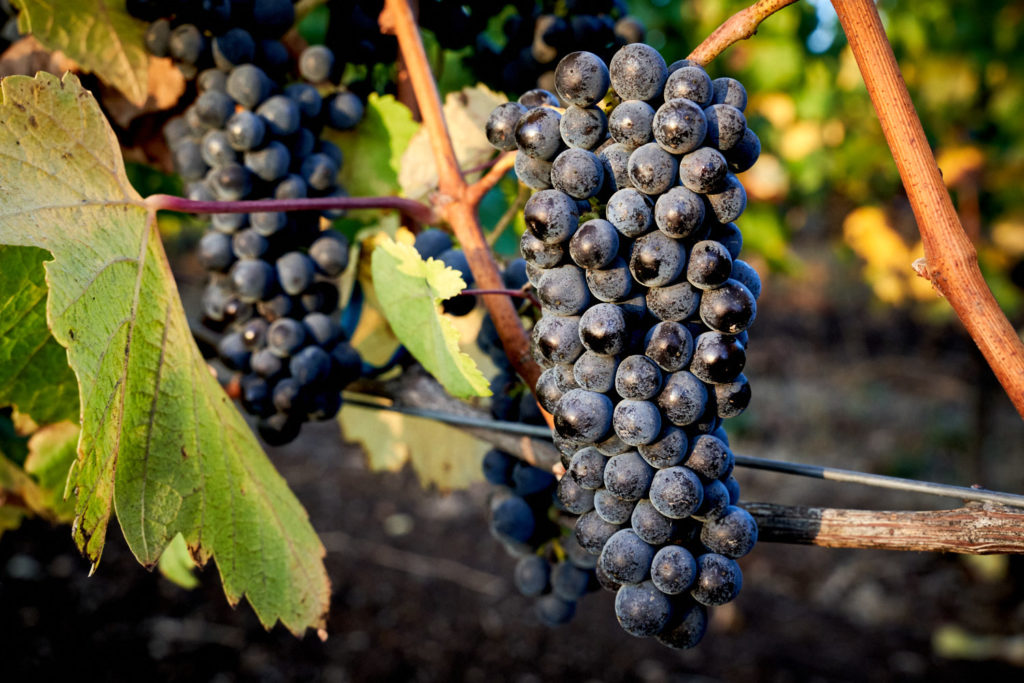 The effects of water on tannin levels in grape development - Part two ...